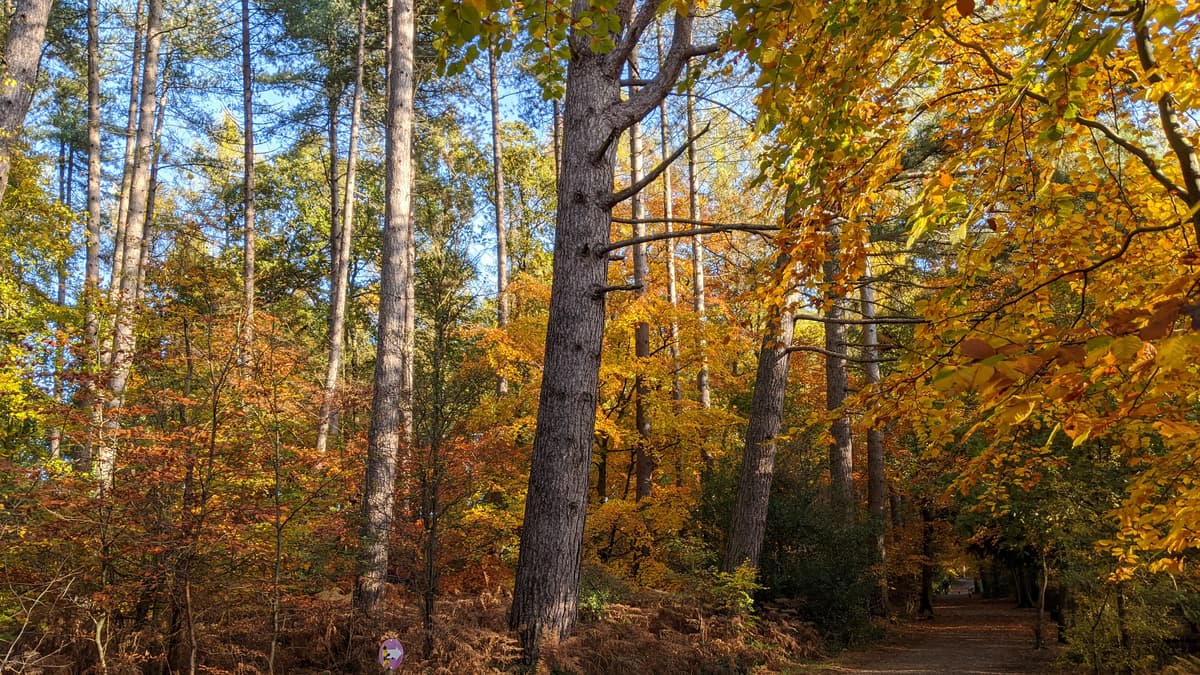 Peeps into the Past: Who was Alice of Alice Holt Forest? | altonherald.com