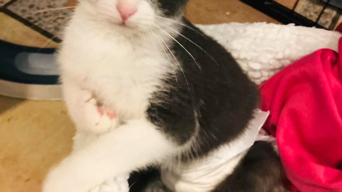 Heartwarming tale of a Haslemere family's mission to bring disabled cat ...