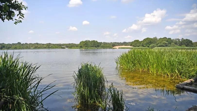'Pollution incident' at Frensham Great Pond prompts swimming warning ...