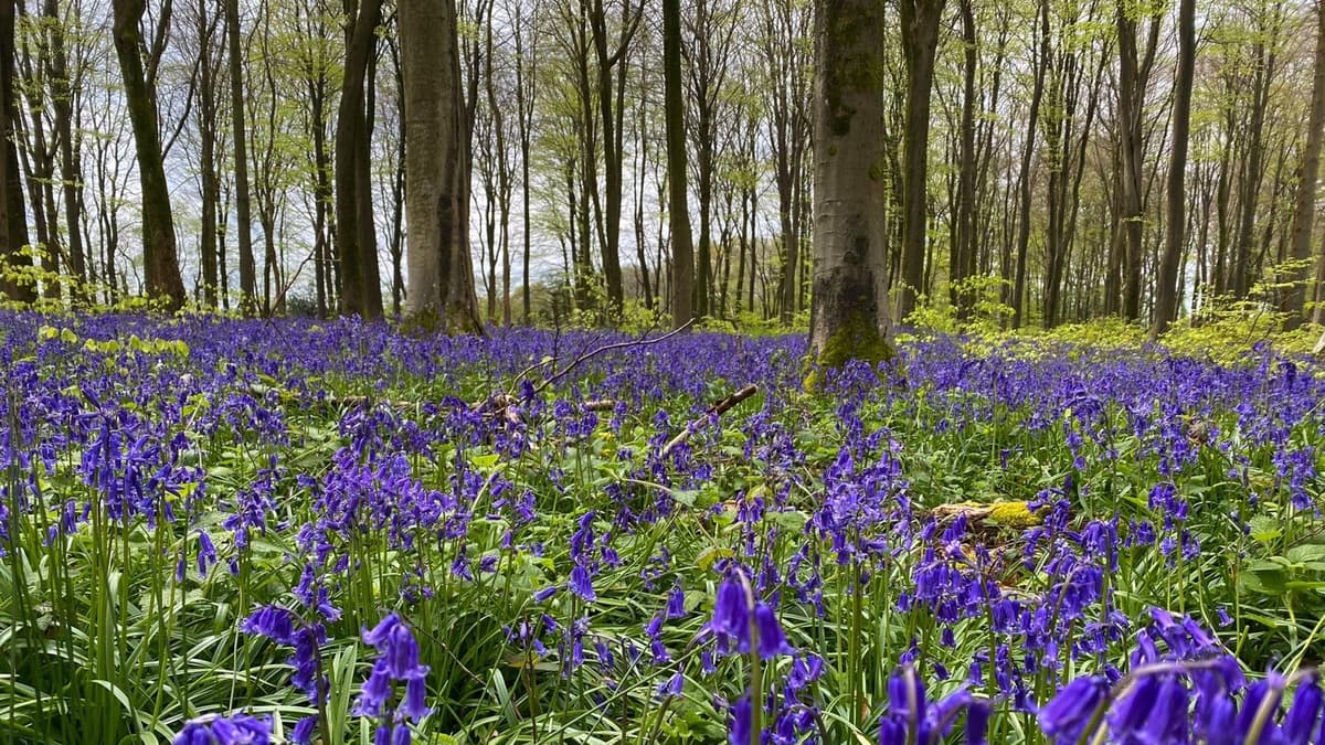 hackfall woods bluebells