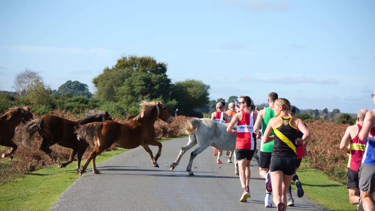 Alton Runners gallop to success at New Forest ten-mile race ...