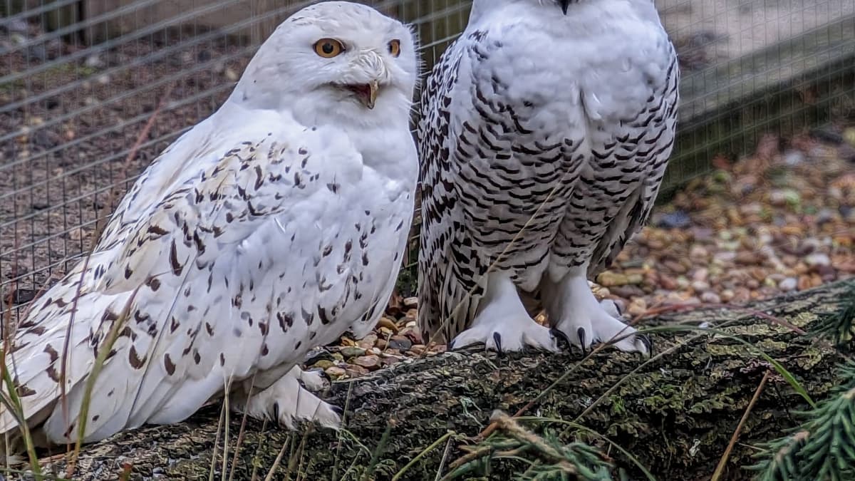 Owl you need is love… Widowed Snowy Owl finds love again at Birdworld ...