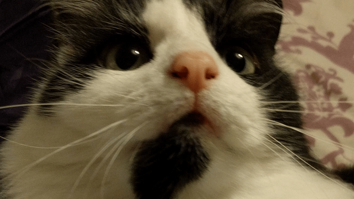 Mother's horror as cat decapitated and buried in Farnham garden by ...