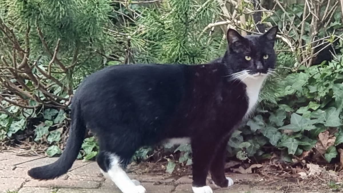 Family’s joy and despair over missing cat Max | altonherald.com