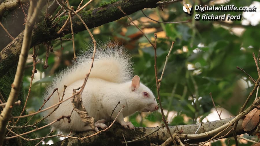 Hopes fade for rare albino squirrel at Deadwater Valley | altonherald.com